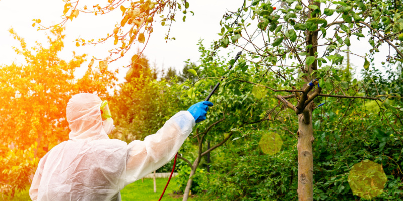 Fruit Control for Pear and Plum Trees | TEG