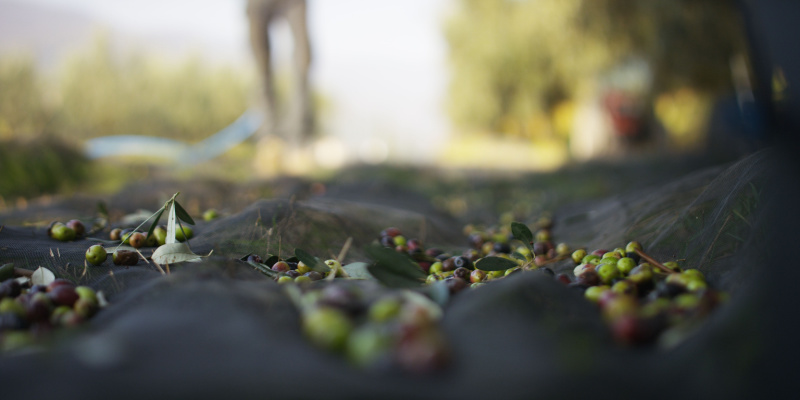 Don't Let Olive Trees Create a Mess in Your Fresno, CA Yard | TEG