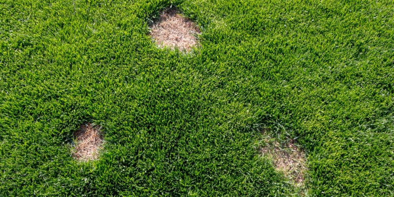 Prevent Brown Spots from Developing on Your Fresno Home's Lawn | TEG
