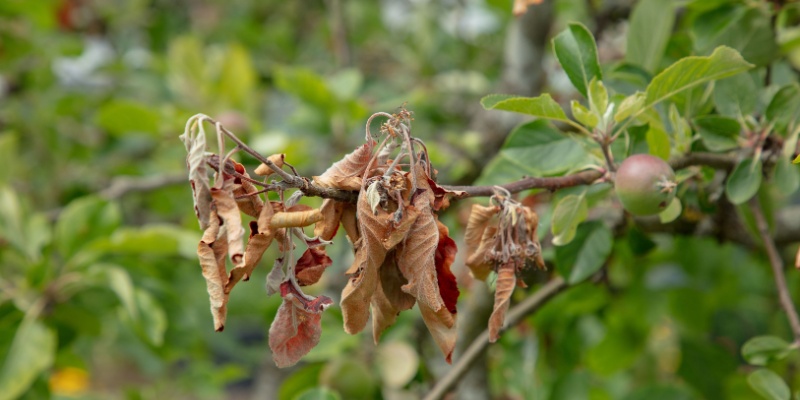 What Is Fire Blight? | TEG