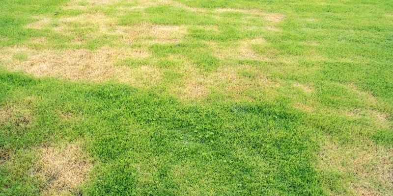 Signs Your Lawn Needs Professional Care (And When to Call a Pro!) | TEG