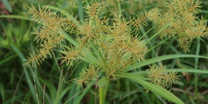 Top 5 Summer Weeds in the Central Valley—And How to Eliminate Them | TEG