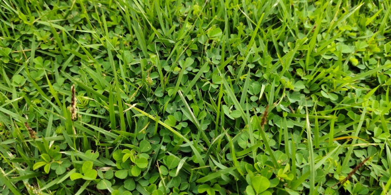 Why Are Weeds Starting to Pop Up All Over My Yard? | TEG