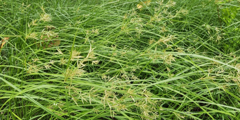 The Top Weeds and Invasive Plants in Fresno - And How to Control Them | TEG